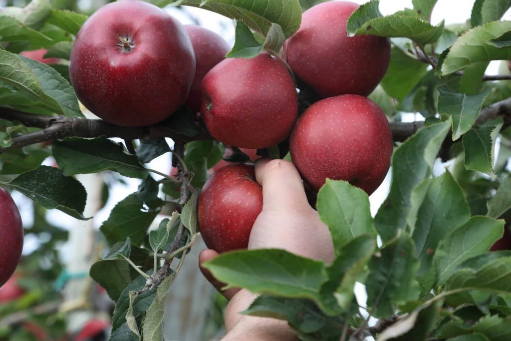 Leistungen – Obstgroßhandel & Obsthof Patrick Hauschildt